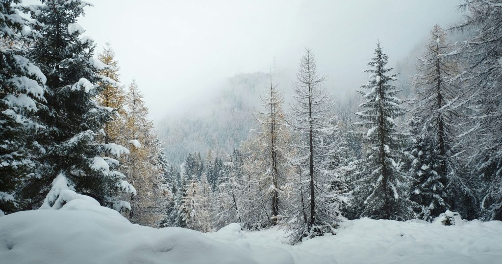 Record Snowfall Leads to Tree Well Fatalities | World Extreme Medicine
